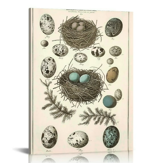 COMIO Poster Print Birds Nests Eggs Collection Identification ...