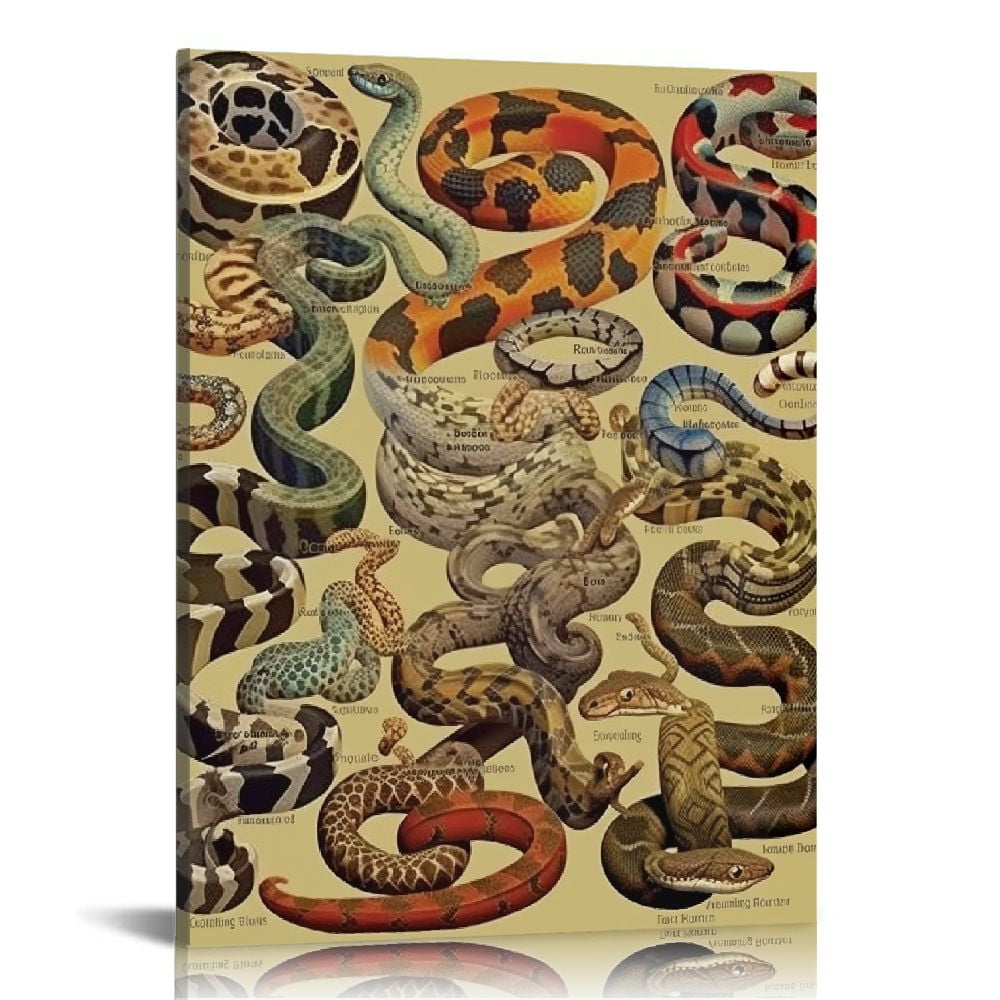 COMIO Snakes Identification Poster Knowledge Modern Giclee Canvas Art ...
