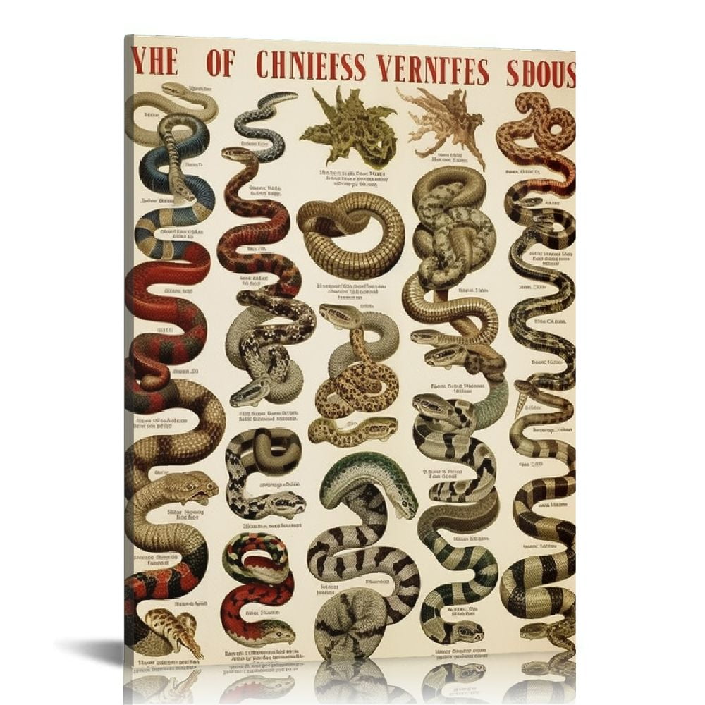 COMIO Snakes Identification Poster Knowledge Modern Giclee Canvas Art ...