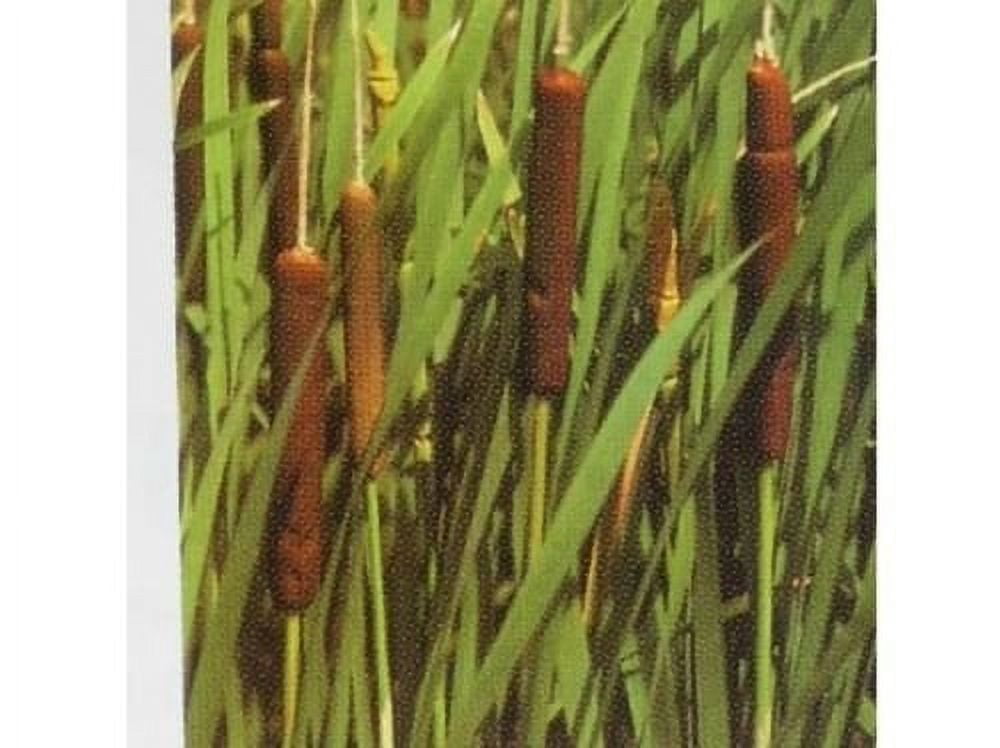 COMMON BROADLEAF CATTAIL SEEDS ( TYPHA LATIFOLIA ) - Walmart.com