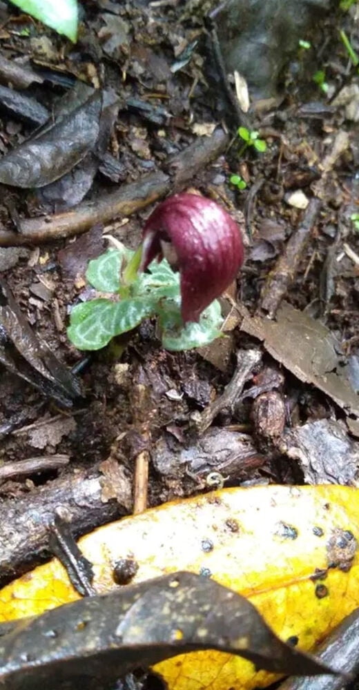 CORYBAS UMBROSUS MINIATURE TERRESTRIAL ORCHID TUBER HELMET ORCHID ...