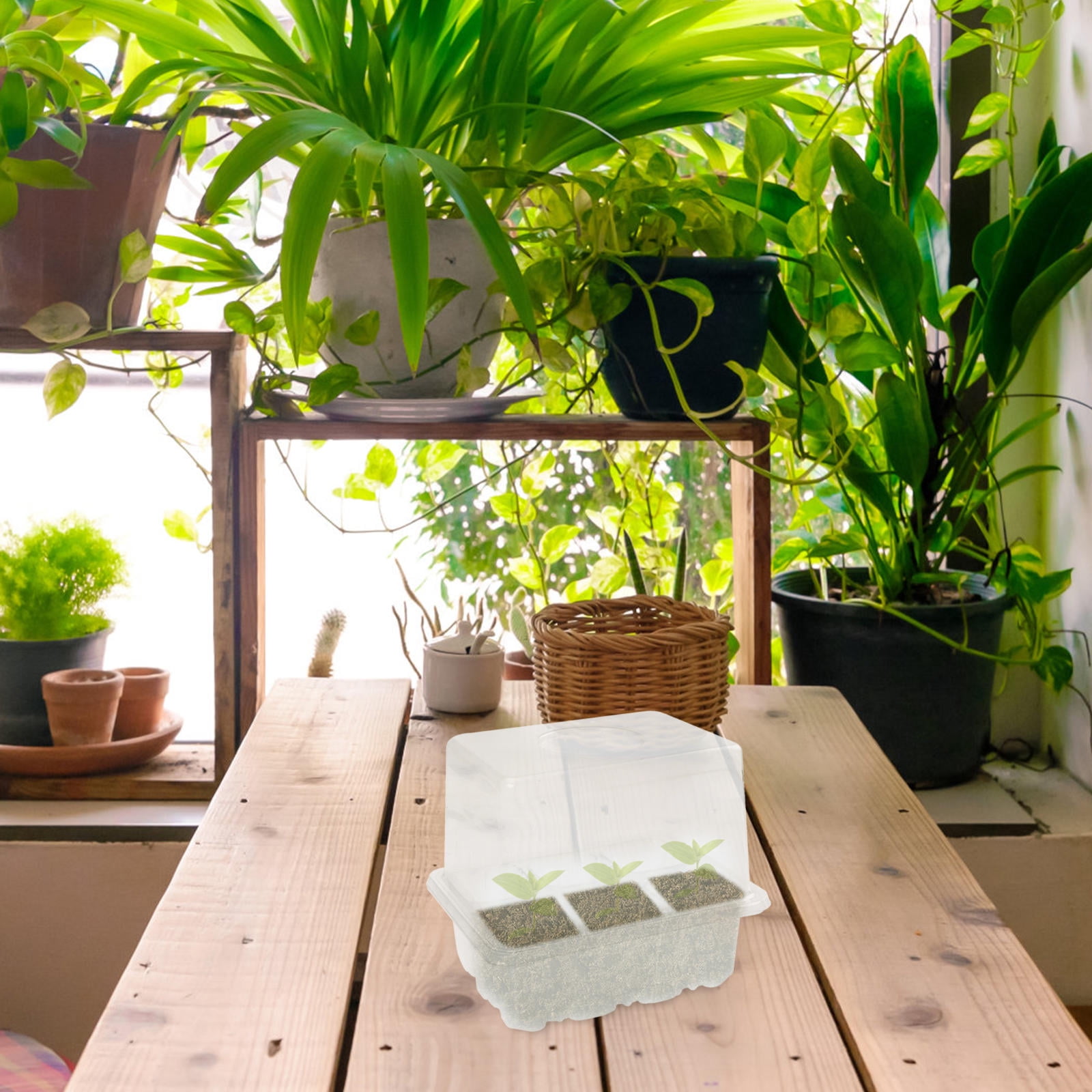 COSMOBETTY Vegetable Planting Tray Germination Box 3Set For Gardeners ...