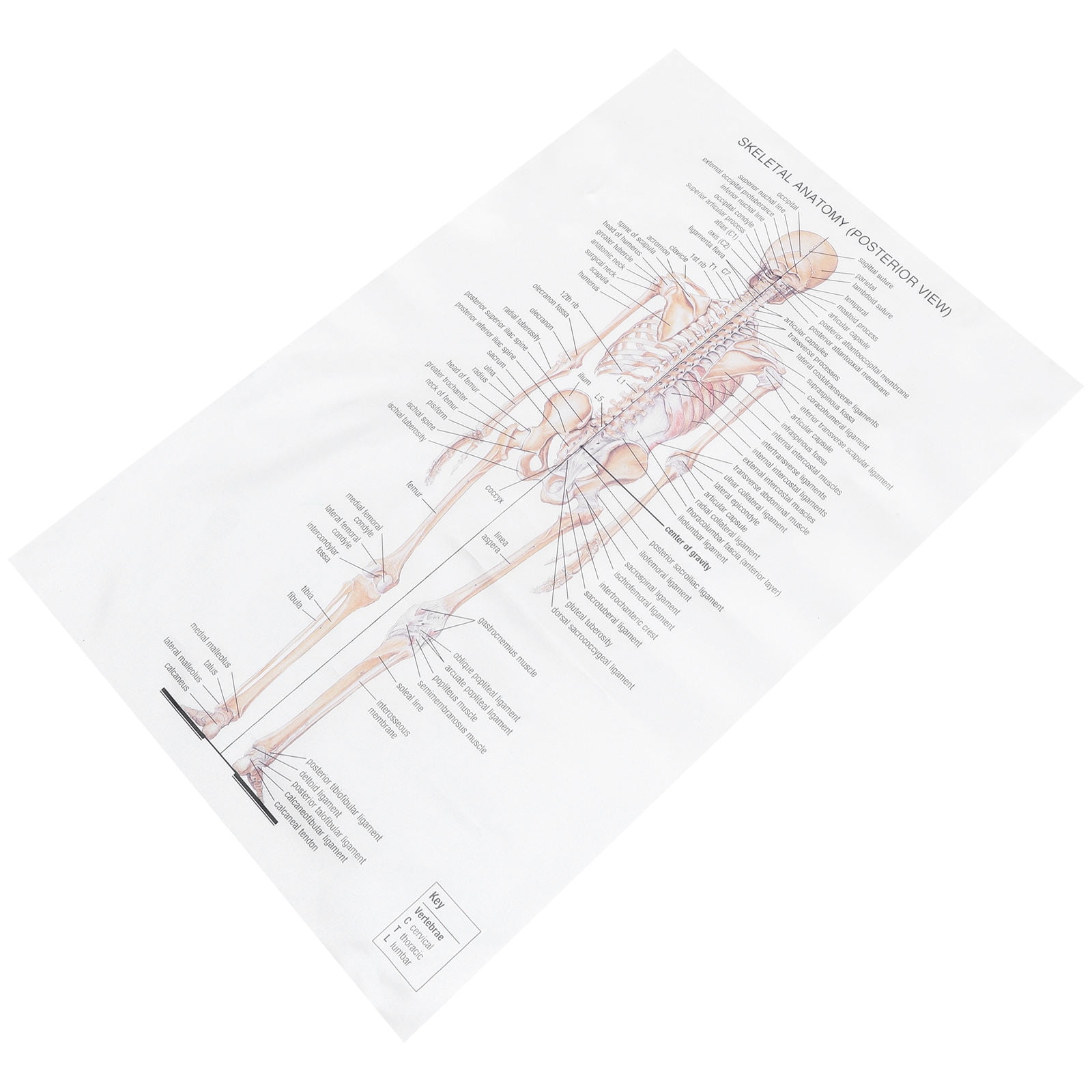 COSMOBETTY Skeletal System Anatomy Poster Decorative Anatomy Chart For ...