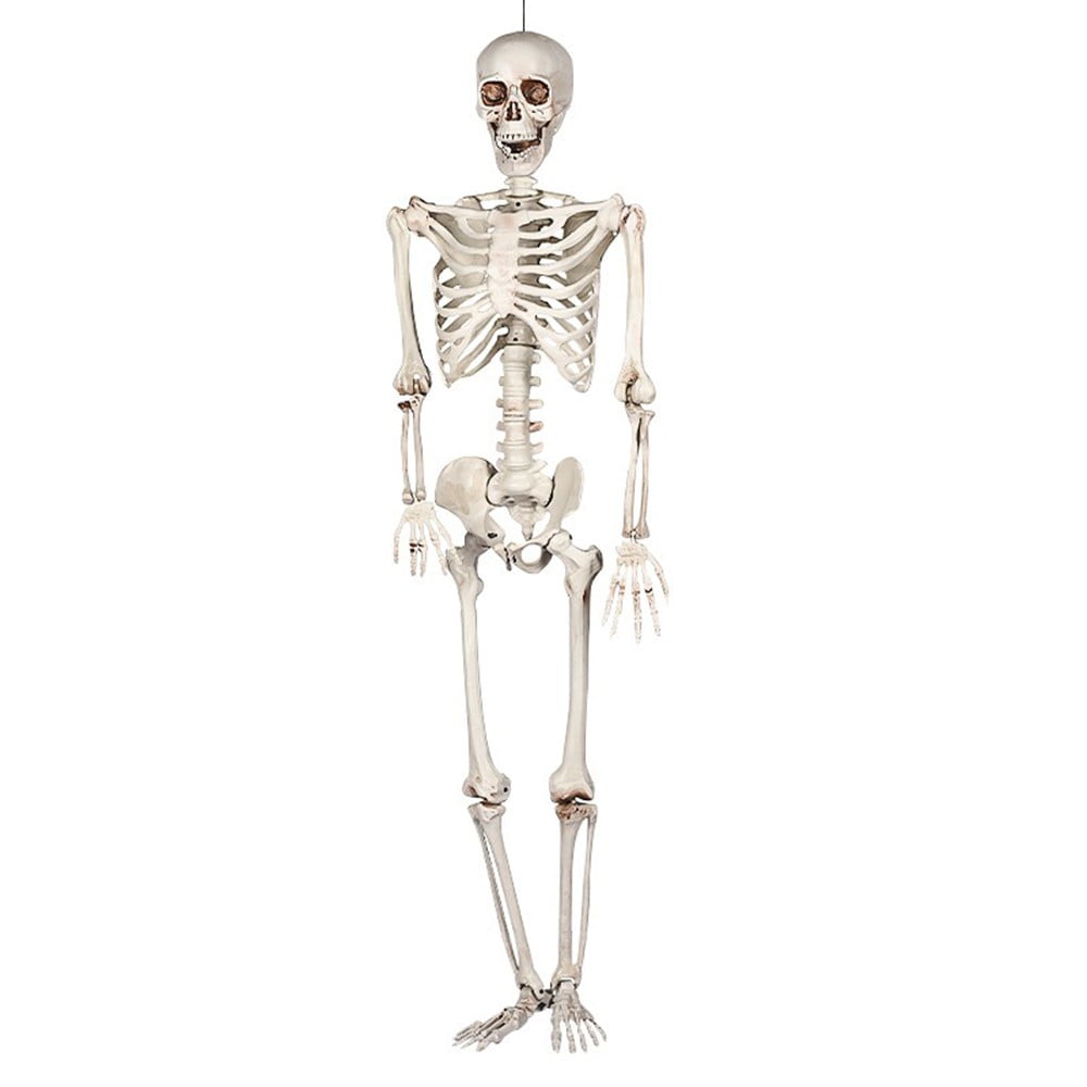 COSTYLE 5.4Ft/165cm Posable Halloween Skeleton, Full Body Life Size ...