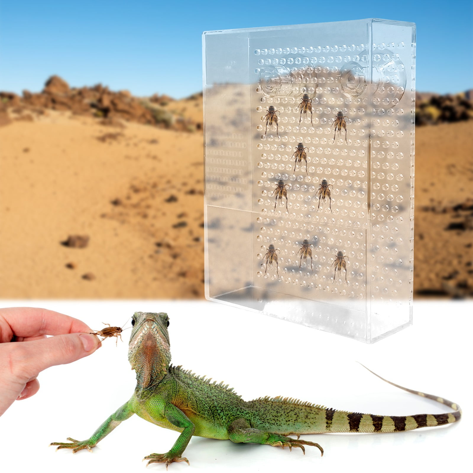 COSTYLE Transparent Acrylic Reptile Feeder Box Wall Mounted Insect ...