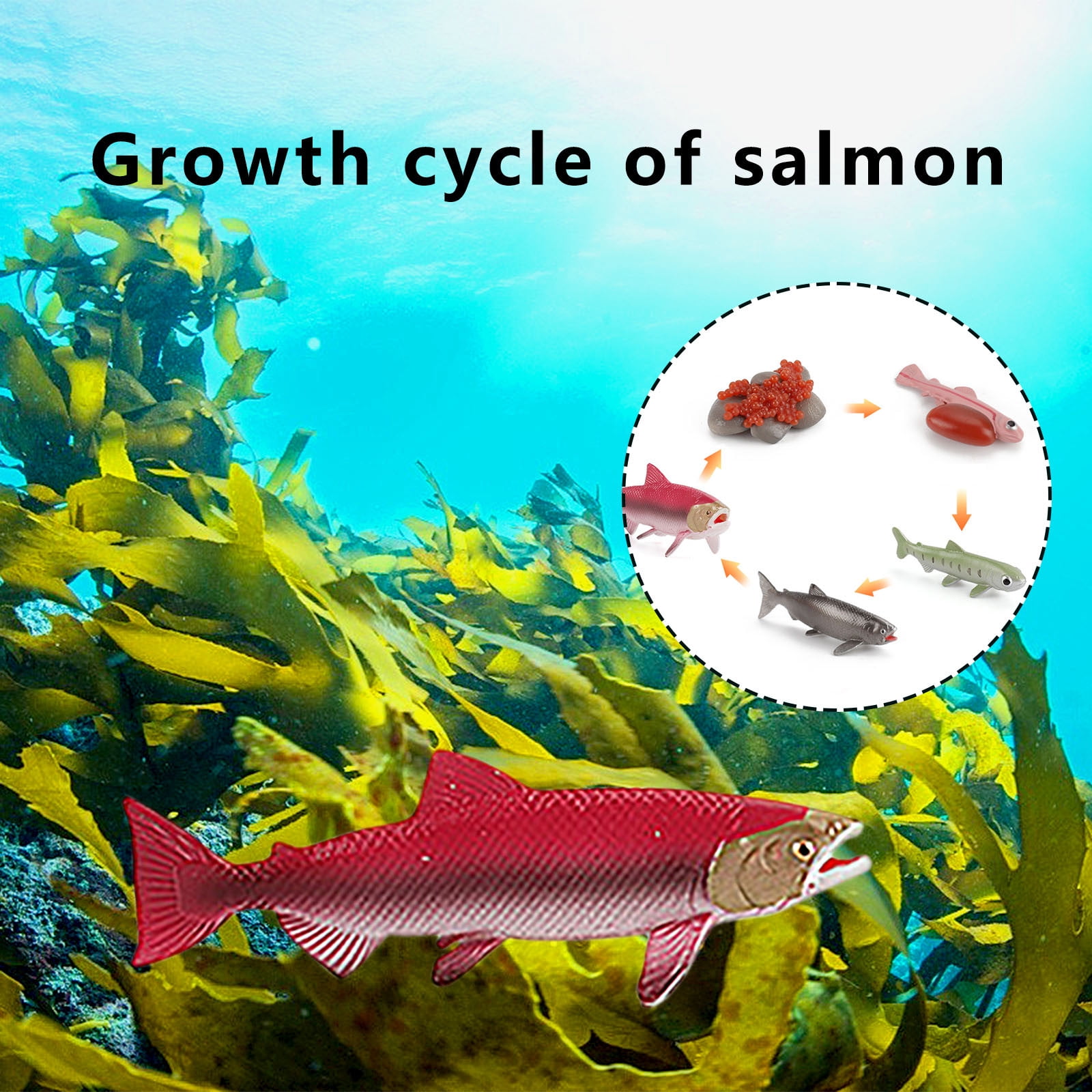 CREATITOY Educational Insect Life Cycle Toy Kit for Kids - 4 Piece ...