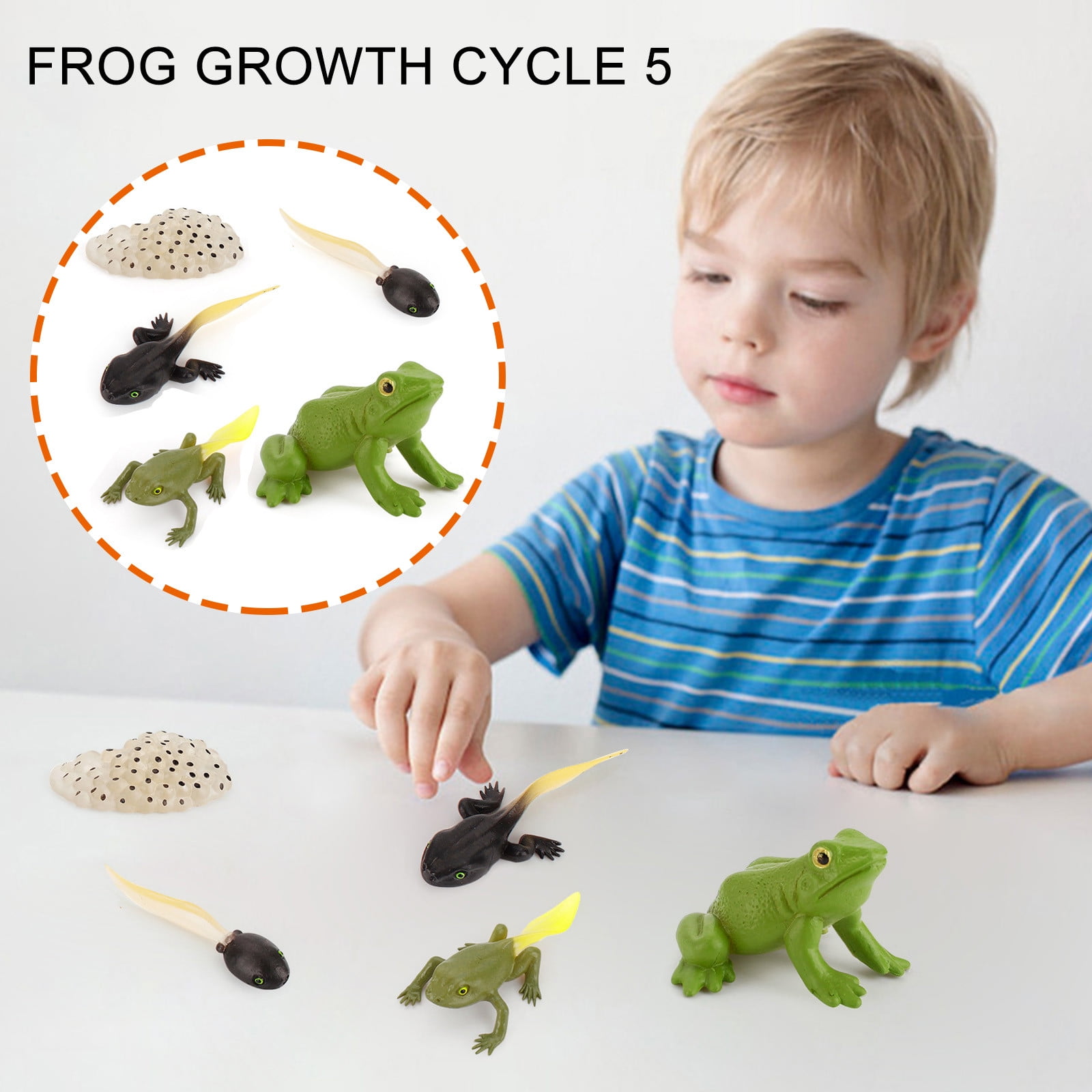 CREATITOY Life Cycle of Frog Educational Toy Kit - 5 Piece Insect ...