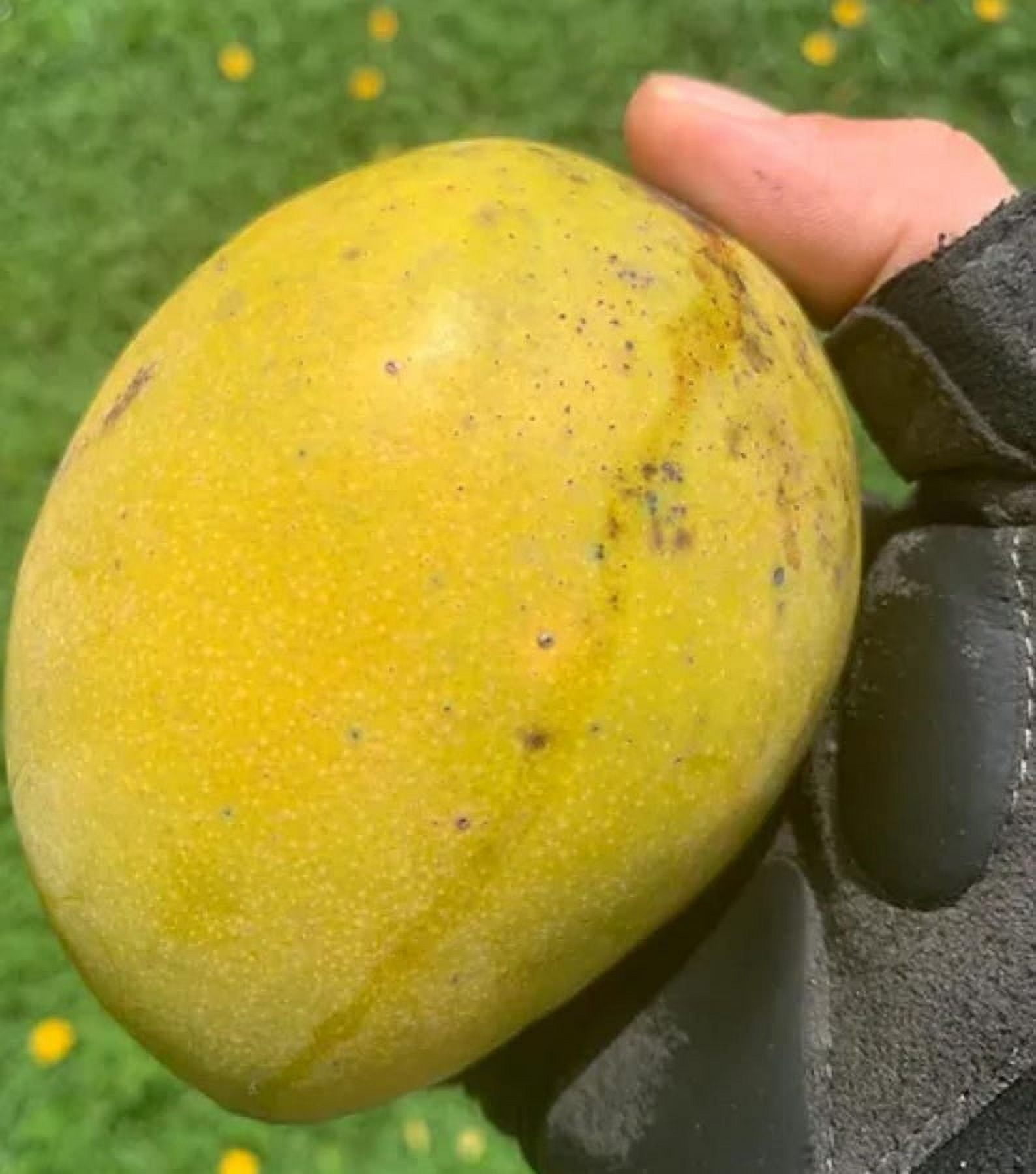 CREME BRULEE Mango TREE GRAFTED (2-4 Feet Tall). Ship to all states ...