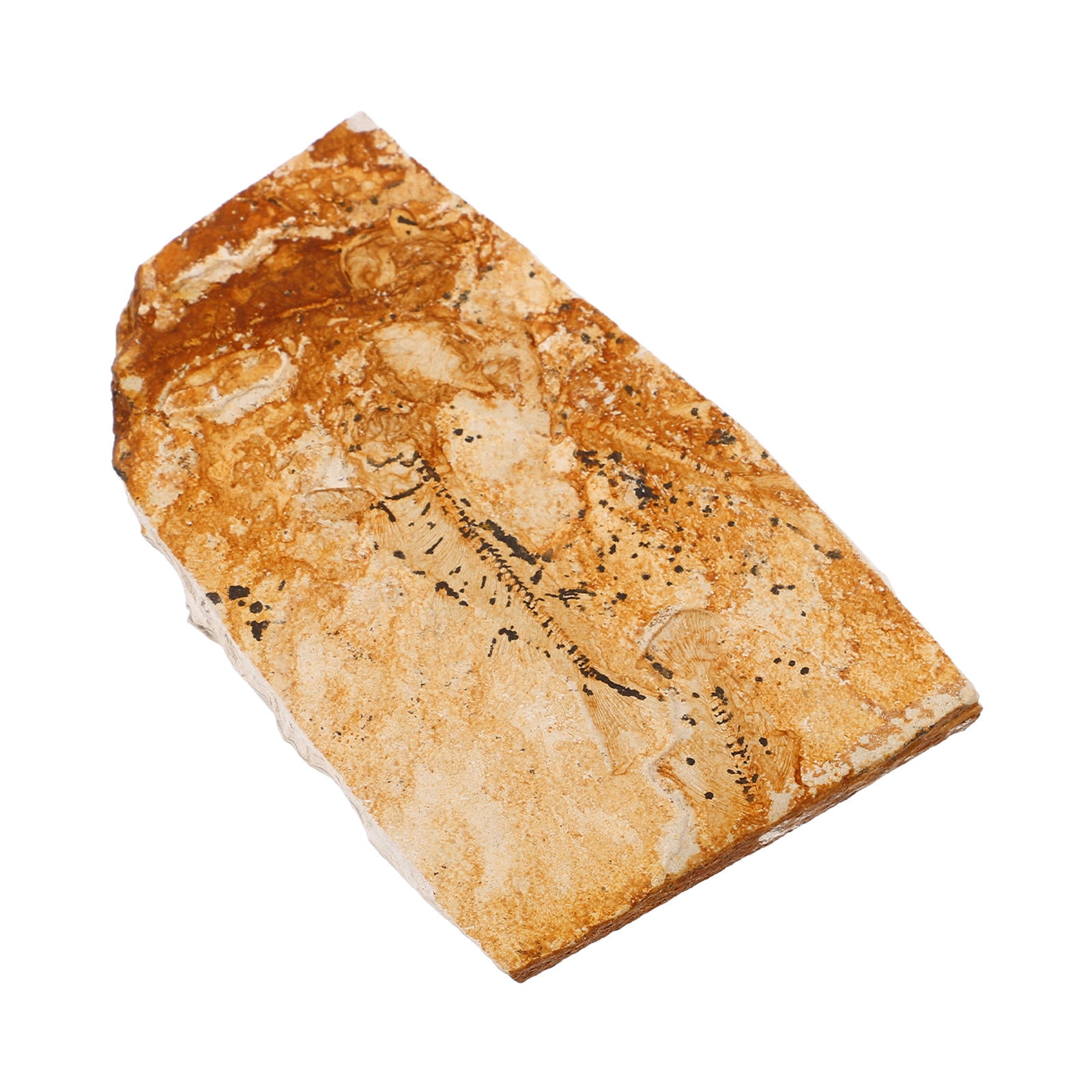 CRILSTYLEO Sea Creature Specimen Fish Specimen Ornament For Students ...