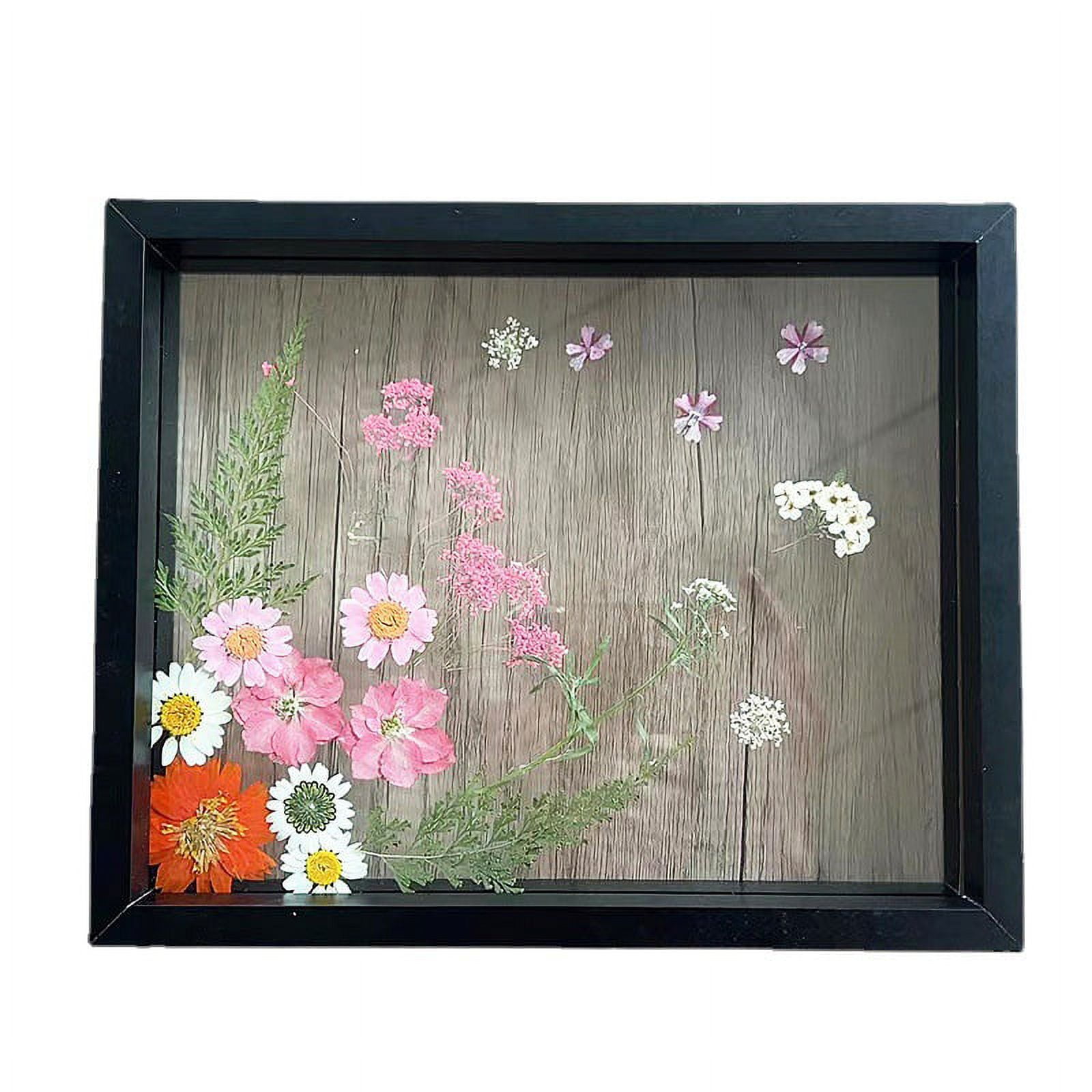 CSCHome 4x6inch Plant Specimen Frame Frames Top Slotted Design the ...