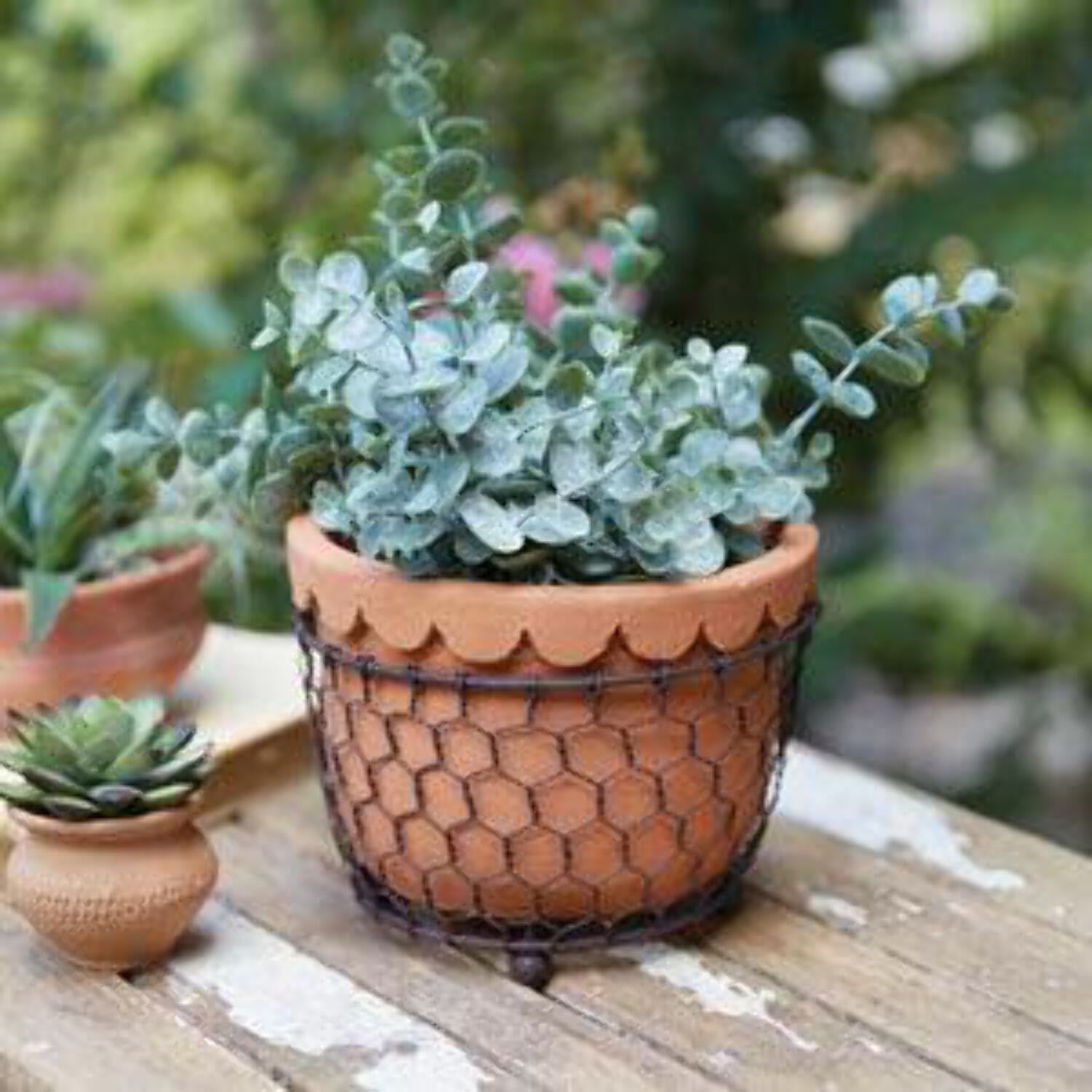 CTW Home 460359 Chicken Wire Caddy with Scalloped Terra Cotta Pot ...