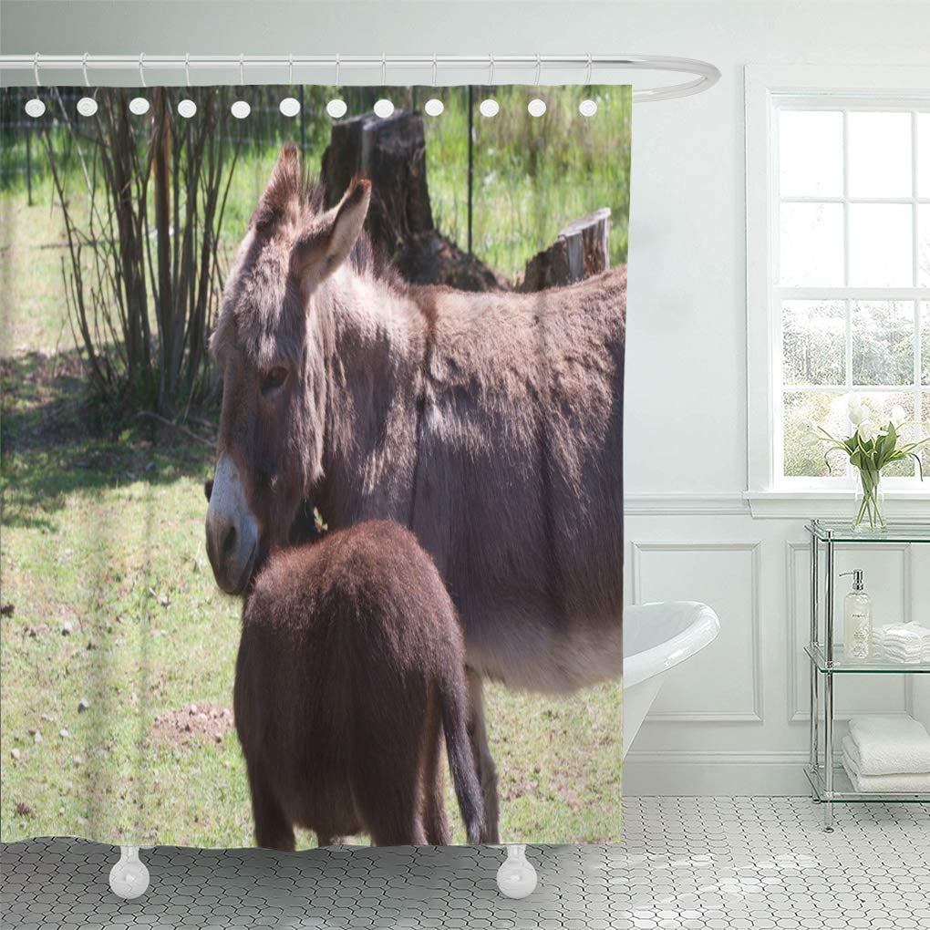 CYNLON Black Adorable Cute Baby Donkey Snuggles Its Mom Photographed ...