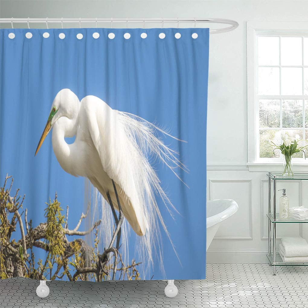 CYNLON Green Breeding Great Egret in Mating Plumage Rookery Near ...