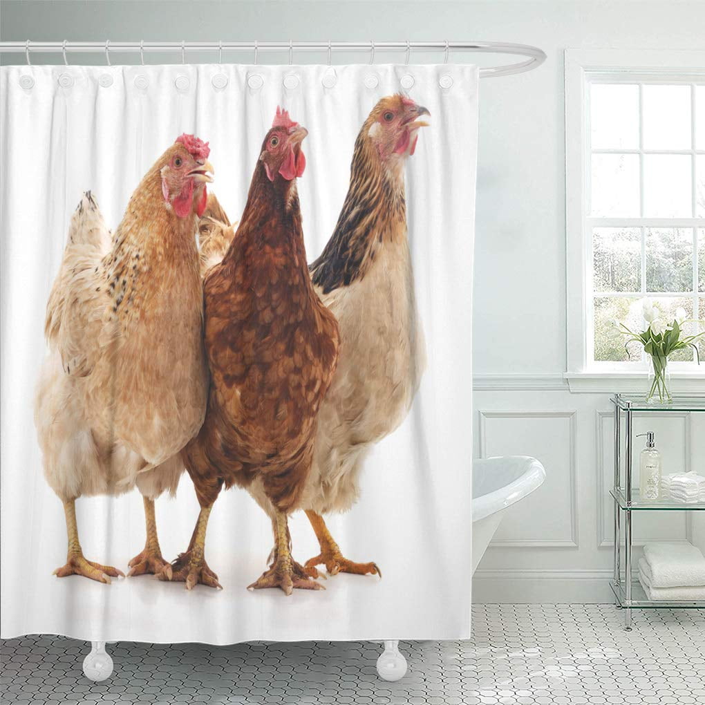 CYNLON Red Hen Three Brown Chicken Poultry Birds Eggs White Agriculture ...