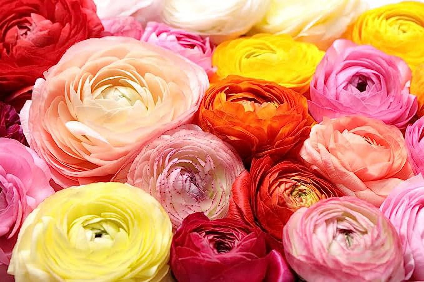 CZ GRAIN - 10 Mixed Color Peony Ranunculus Bulbs, Ideal for Planting ...