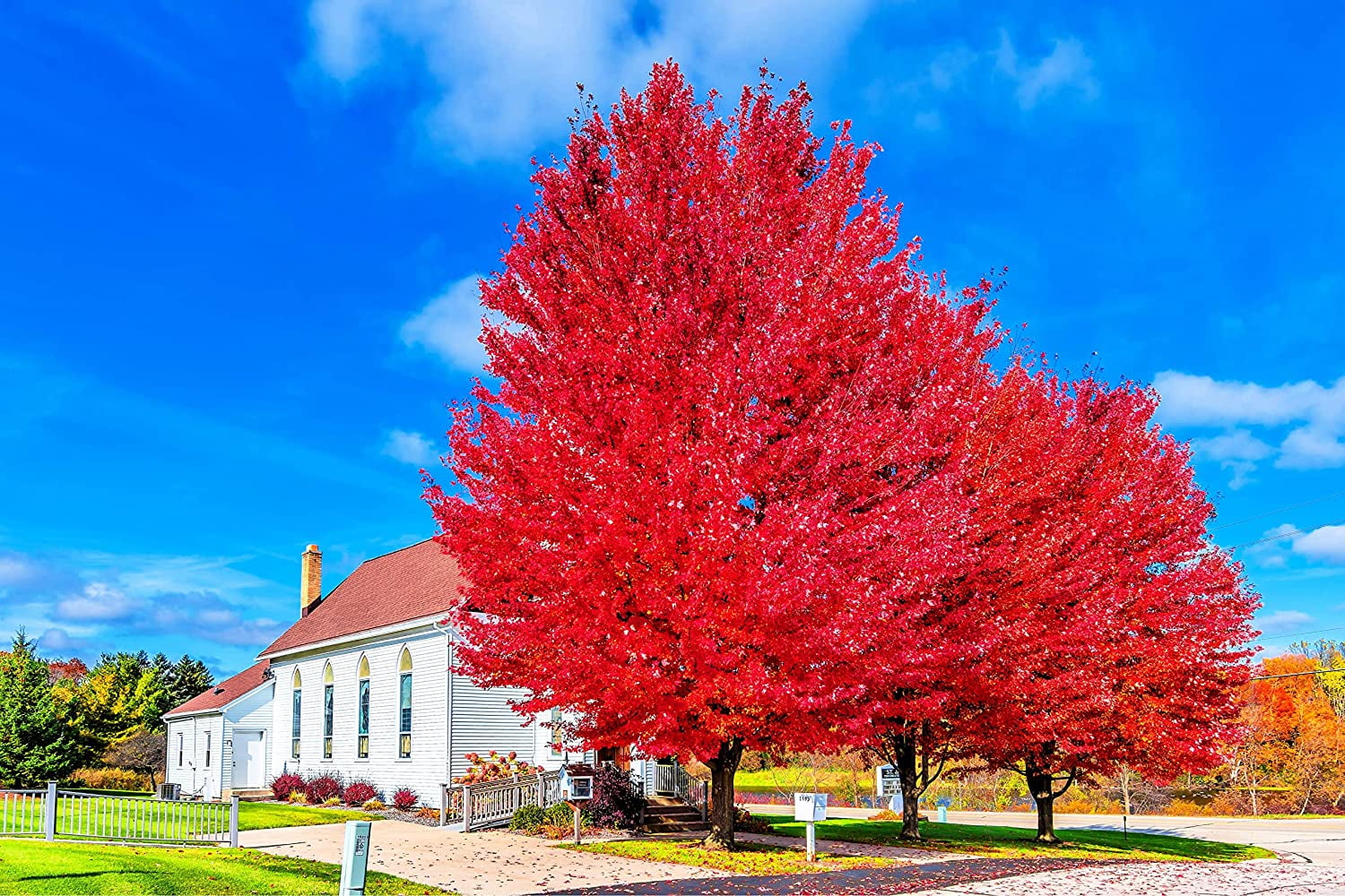 CZ Grain 1 Brandywine Red Maple Tree Plant Seeds, Stunning Red Leaves ...