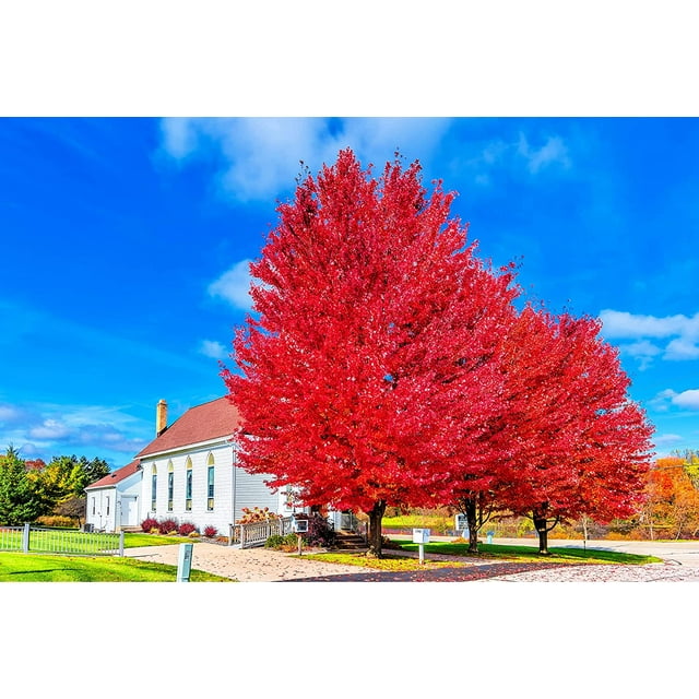 CZ Grain 1 Brandywine Red Maple Tree Plant Seeds, Stunning Red Leaves ...