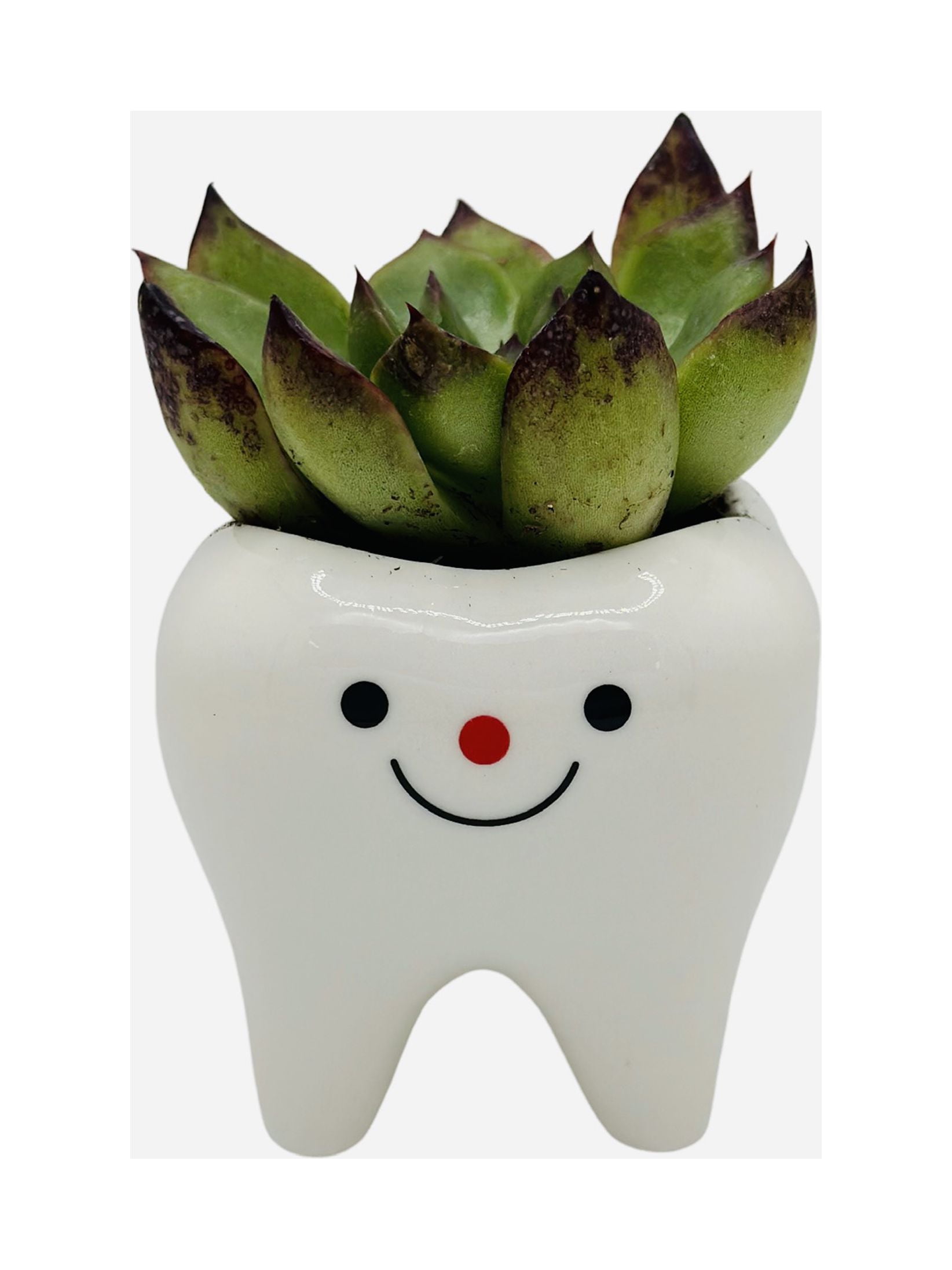CZ Grain 1 Pot | 3 Inch | Small Succulent Ceramic Teeth Pot, Cute Home ...