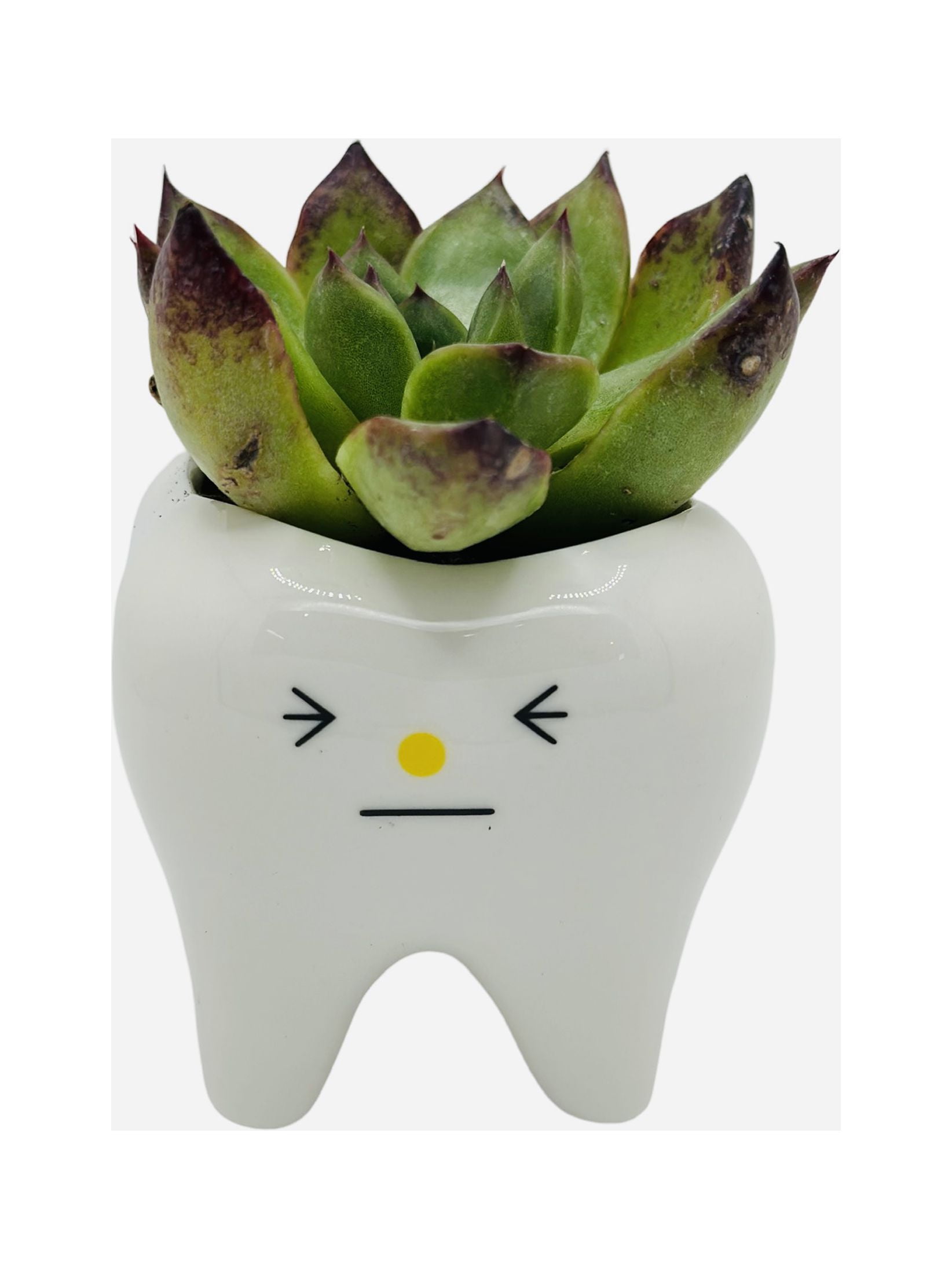 CZ Grain 1 Pot | 3 Inch | Small Succulent Ceramic Teeth Pot, Cute Home ...