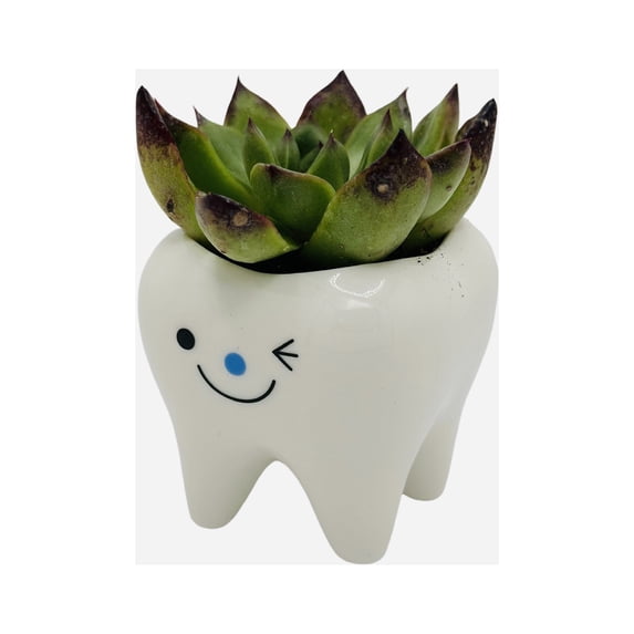 CZ Grain 1 Pot | 3 Inch | Small Succulent Ceramic Teeth Pot, Cute Home ...