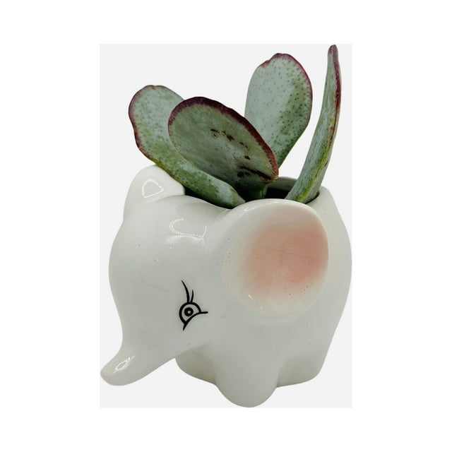 CZ Grain 1 Pot | 3 Inch | Small Succulent Plant Ceramic Animal Pot ...