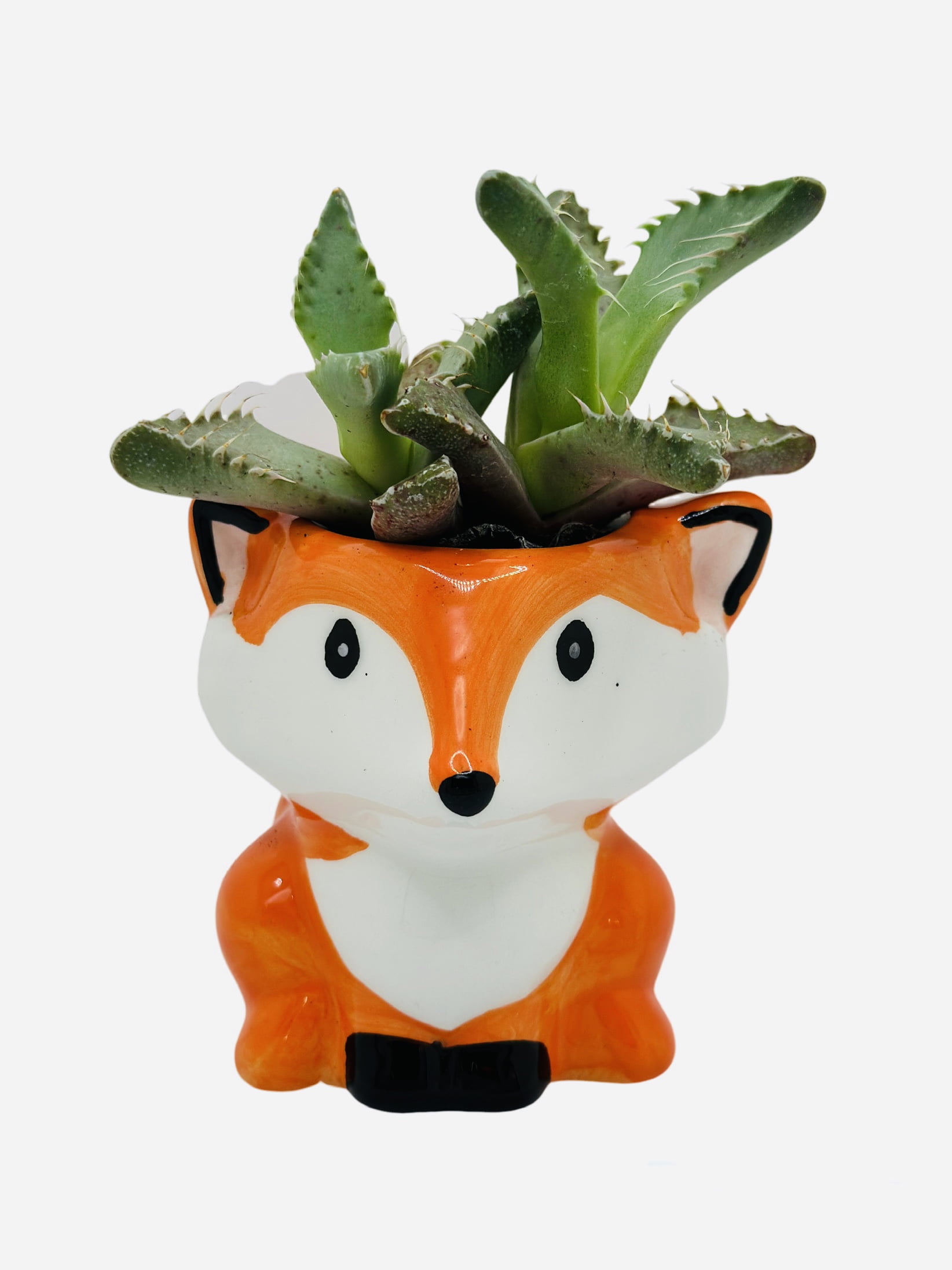 CZ Grain 1 Pot | 3 Inch | Small Succulent Plant Ceramic Animal Pot ...