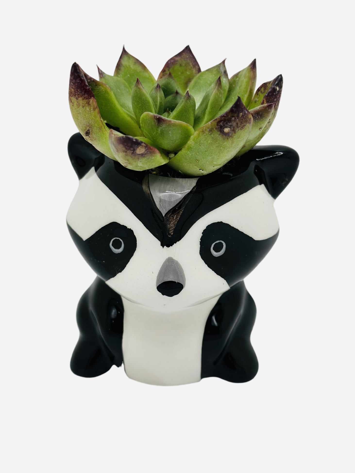 CZ Grain 1 Pot | 3 Inch | Small Succulent Plant Ceramic Animal Pot ...