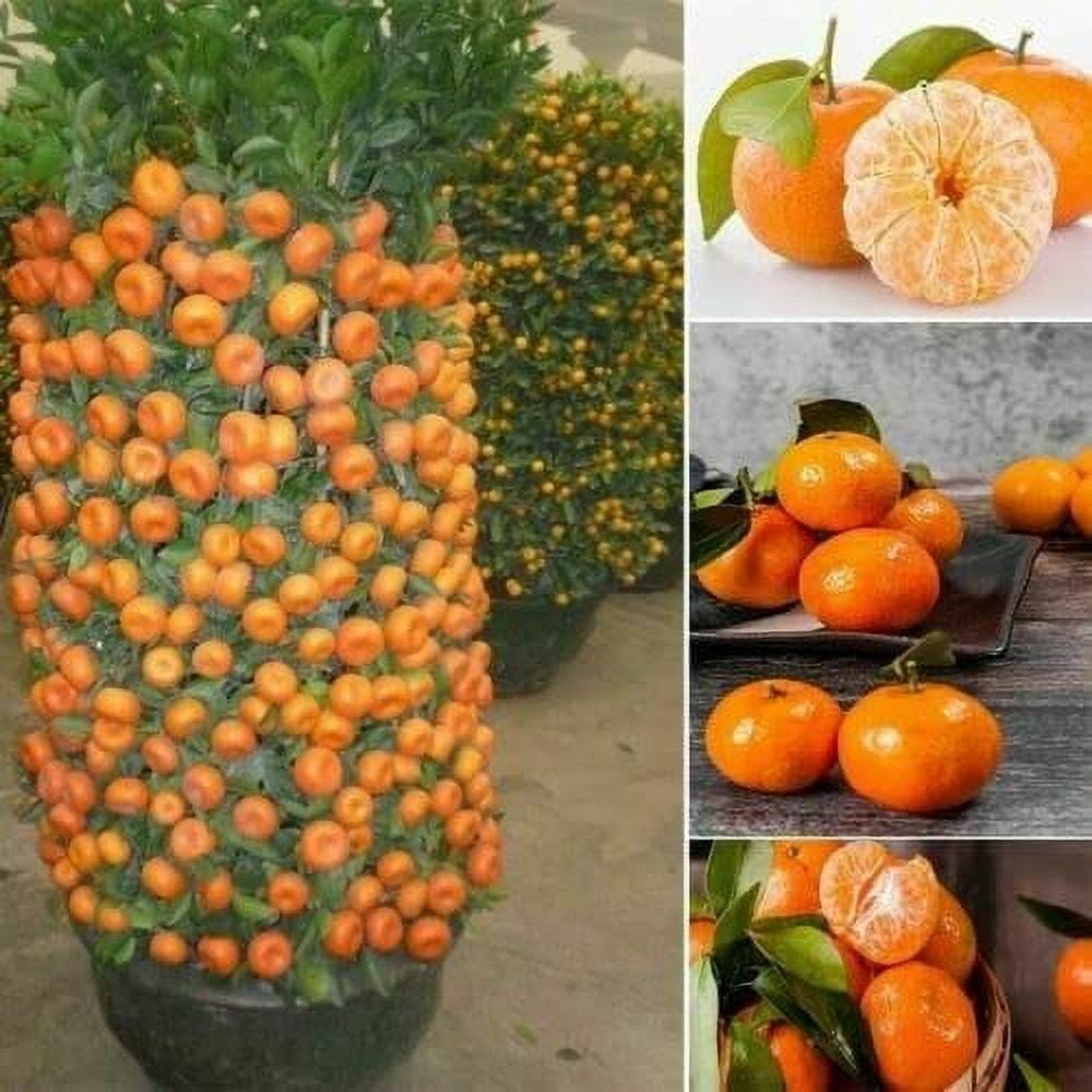 CZ Grain 10 Hardy Dwarf Orange Tree Seeds, Easy to Grow Bonsai, Edible ...