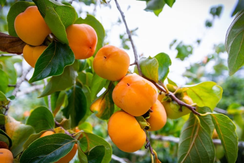 10 Persimmon Tree Seeds - Made in USA, Ships from Iowa - Popular ...