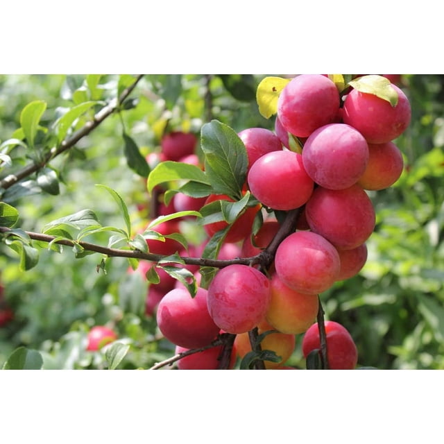 CZ Grain Red Plum Tree Seeds - 10 Prunus Americana for Planting - Ships ...
