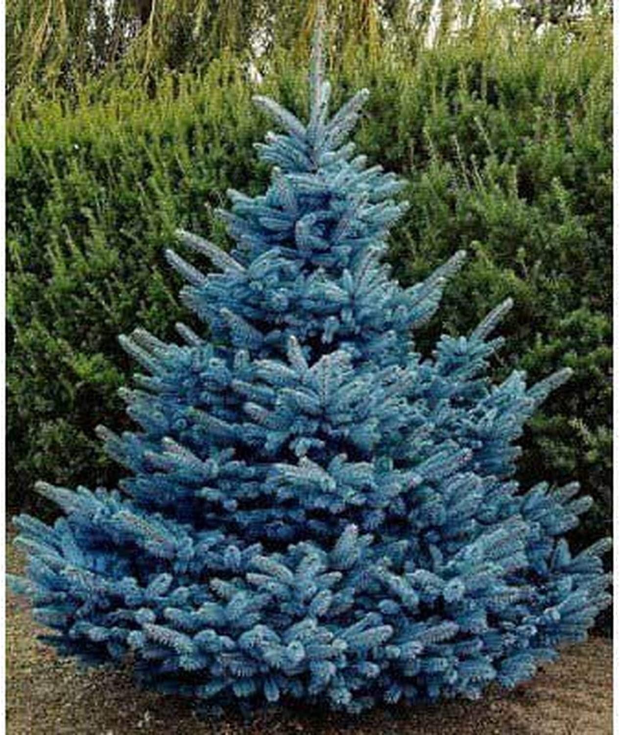 CZ Grain, Blue Spruce Seeds, Picea Pungens Glauca, Blue Evergreen ...