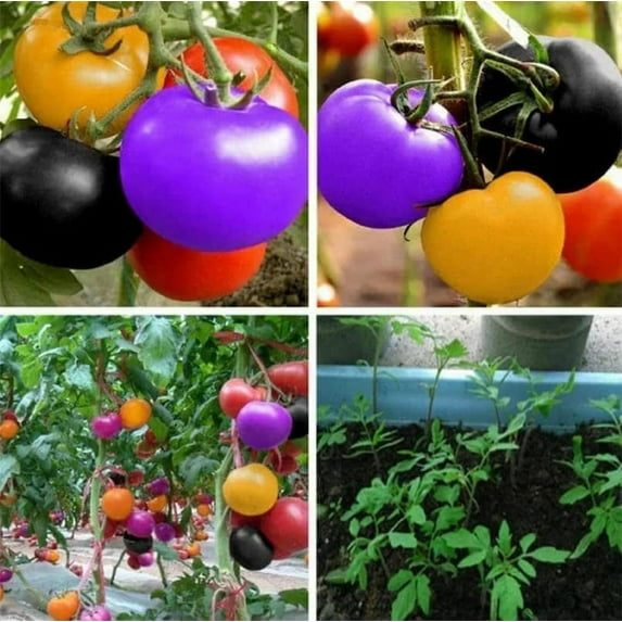CZ Grain 100+ Rainbow Cherry Tomato Seeds, Colorful and Juicy, Ideal ...