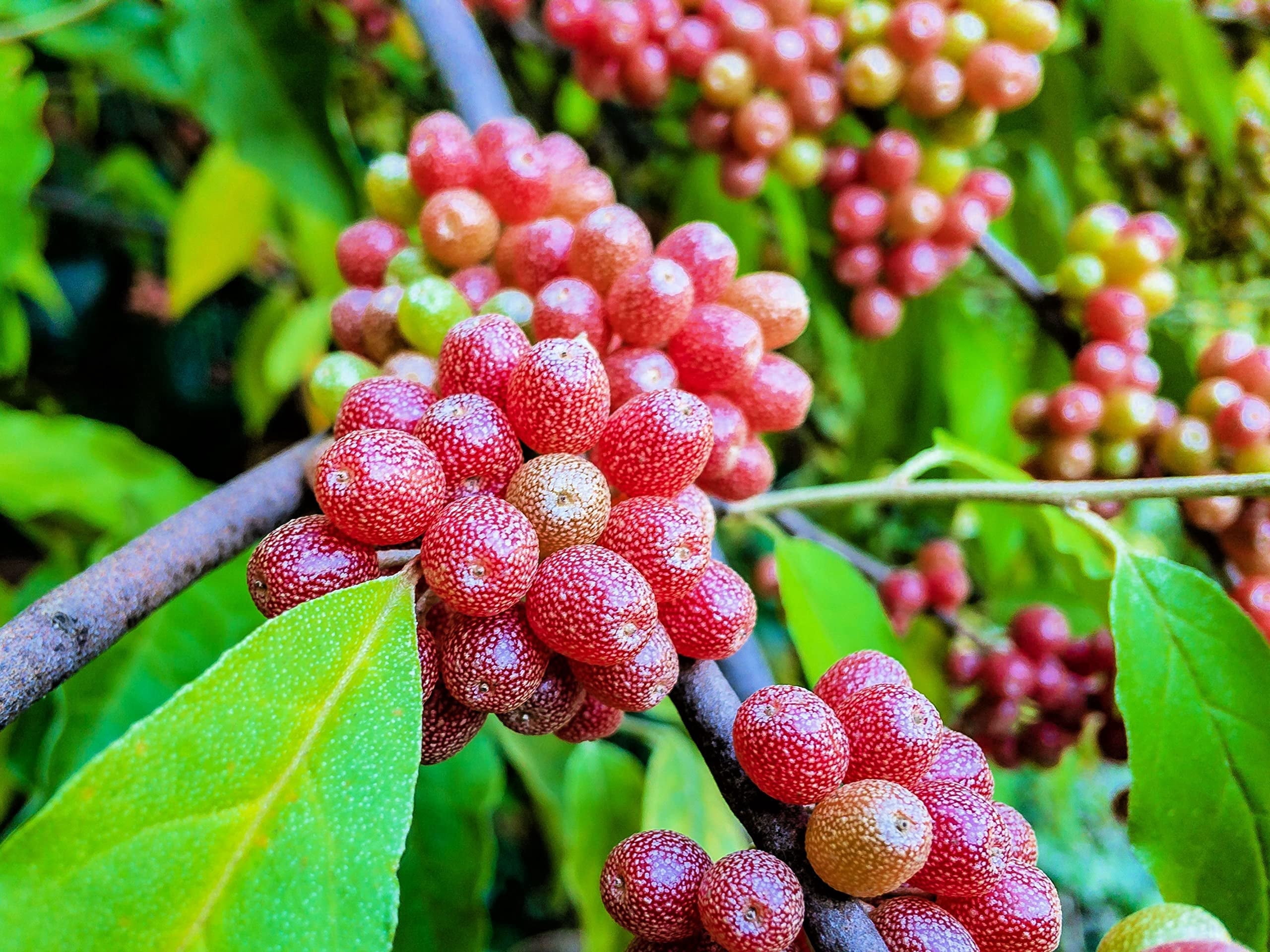 CZ Grain 100 Silver Buffalobery Plant Seeds, Drought-Tolerant - Walmart.com