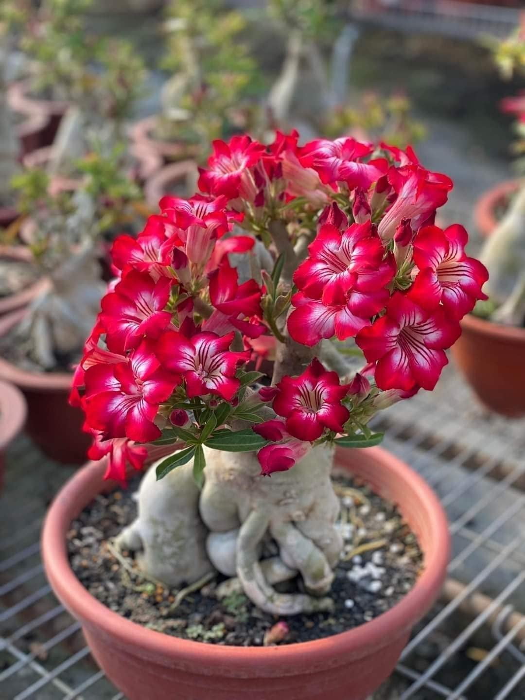 CZ Grain 15 Adenium Bonsai Tree Plant Seeds, Easy to Grow - Walmart.com