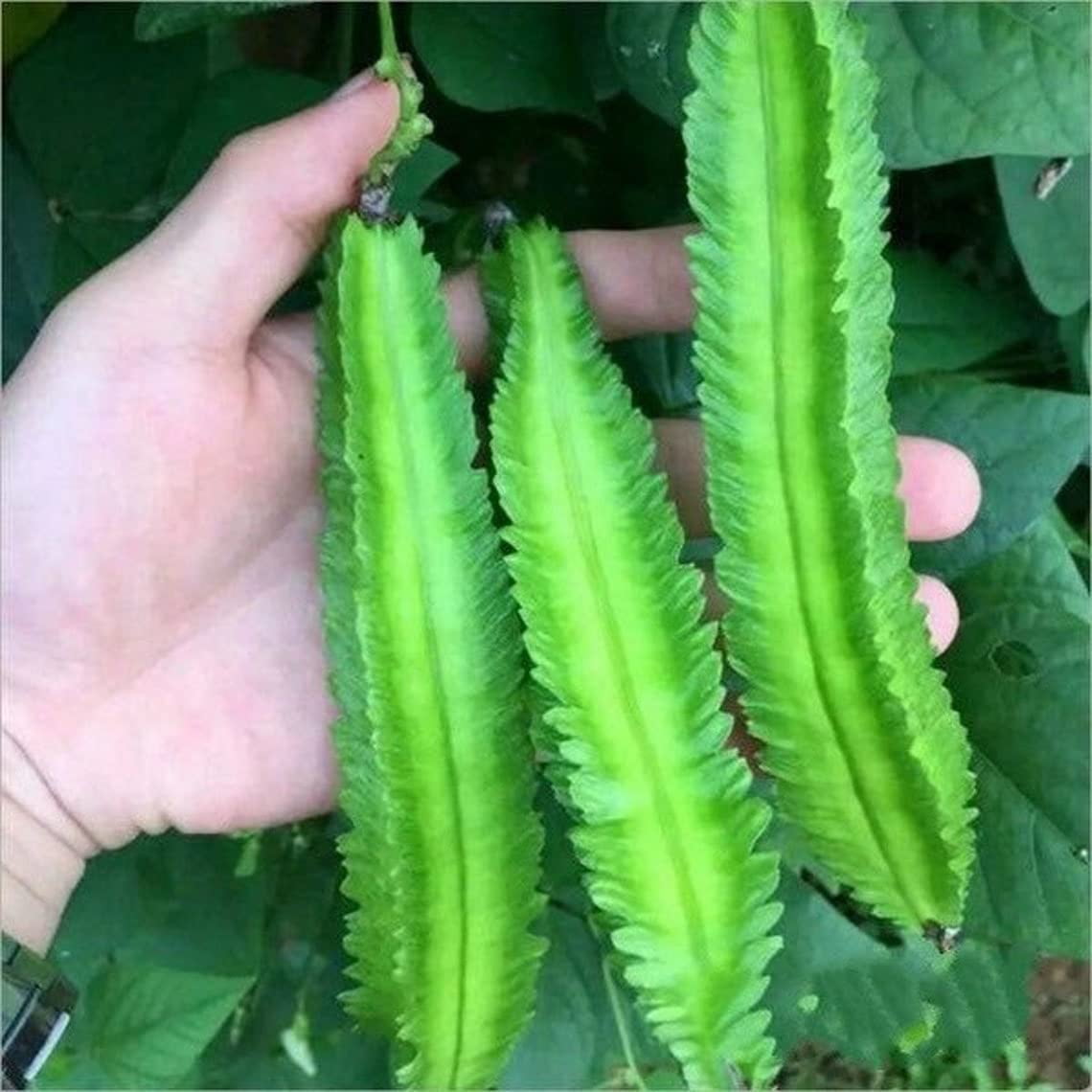 CZ Grain 15 Asian Winged Bean Seeds, Long Beans, Fast Growing Vegetable ...