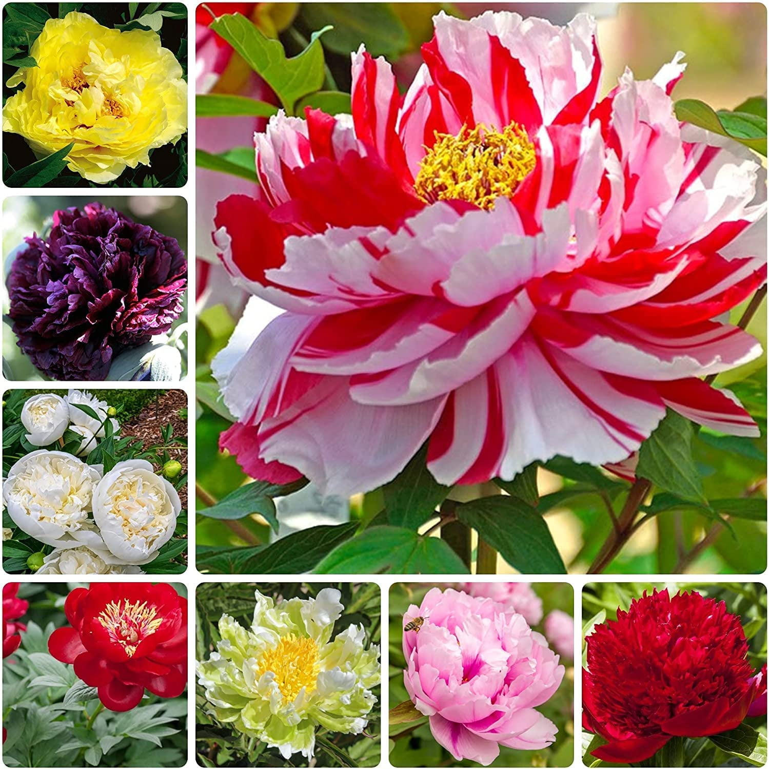 CZ Grain Peony Seeds 15 Mixed Color Flower Gardening Plant for ...