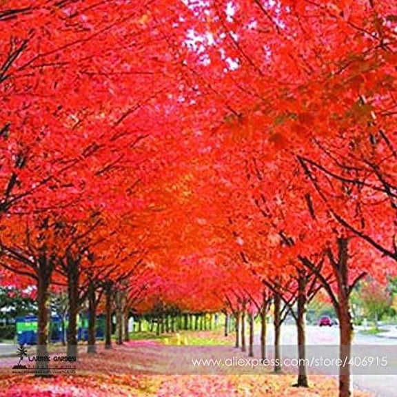 Maple Tree Seeds
