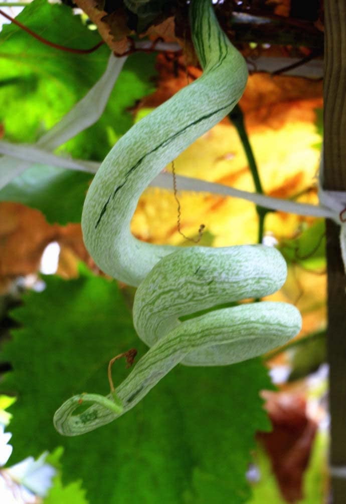 CZ Grain 20 Snake Gourd Plant Seeds, Exotic Long Shape - Walmart.com
