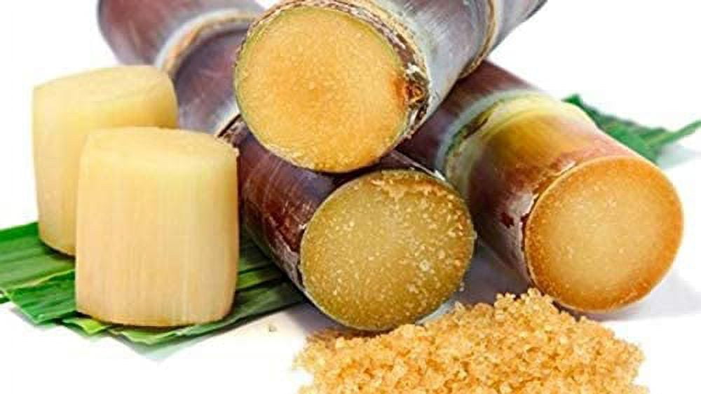 CZ Grain Sugar Cane Seeds, Fast Growing, 20+ Organic Seeds for Giant ...
