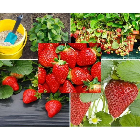 Strawberry Seeds in Seed Gardening - Walmart.com