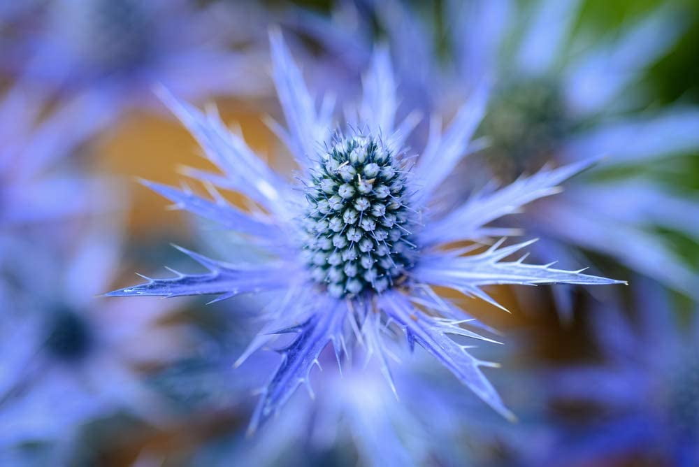 CZ Grain Blue Star Sea Holly, 25+ Eryngium Flower Seeds, Easy to Grow ...