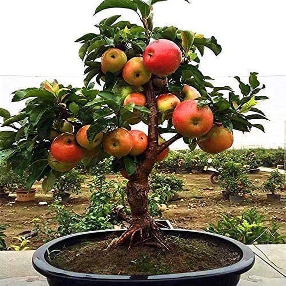 CZ Grain, 25 Dwarf Exotic Bonsai Apple Tree Seeds, Rare Miniature Tree ...