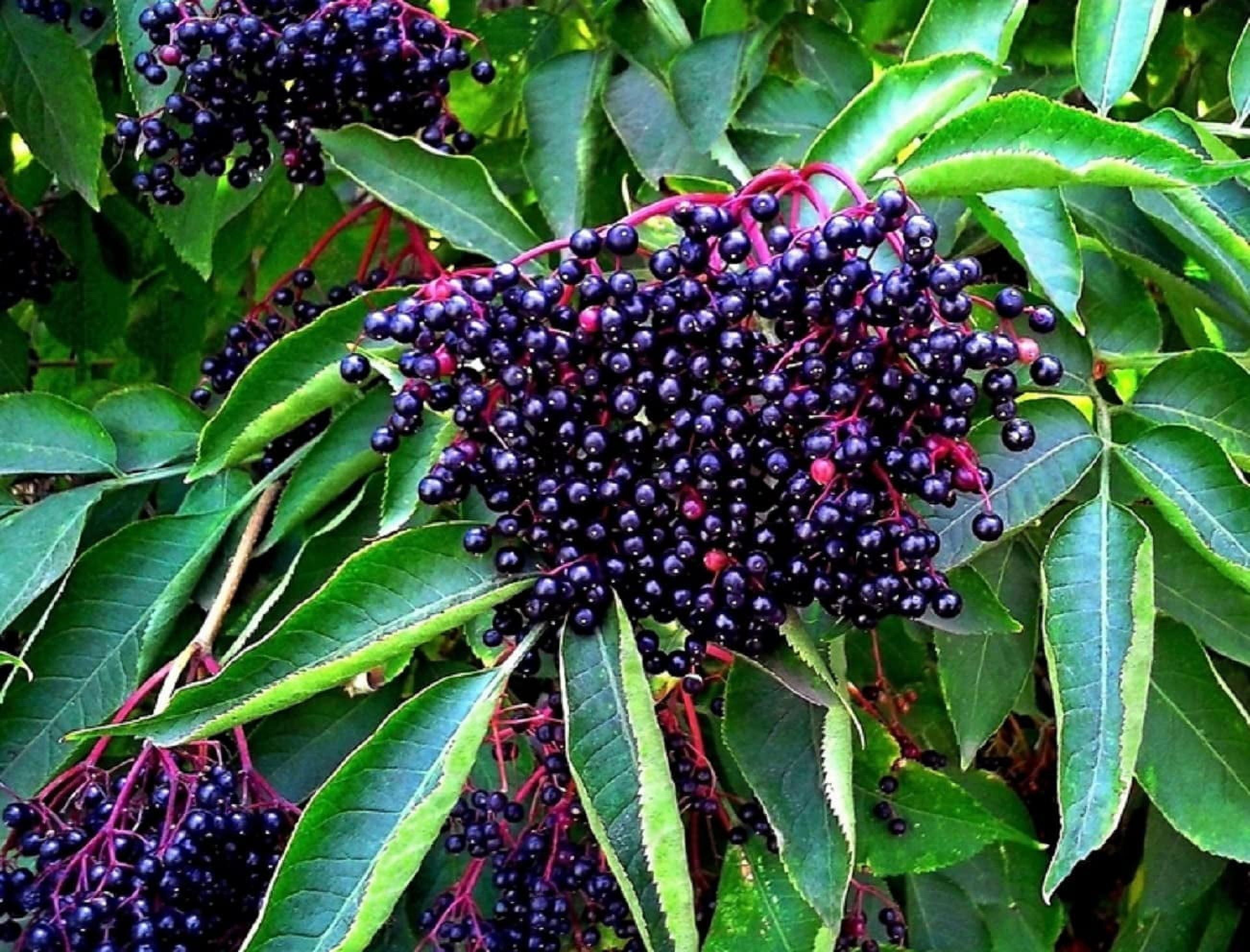 American Elderberry Seeds - 250 Non-GMO Sambucus Canadensis Seeds ...