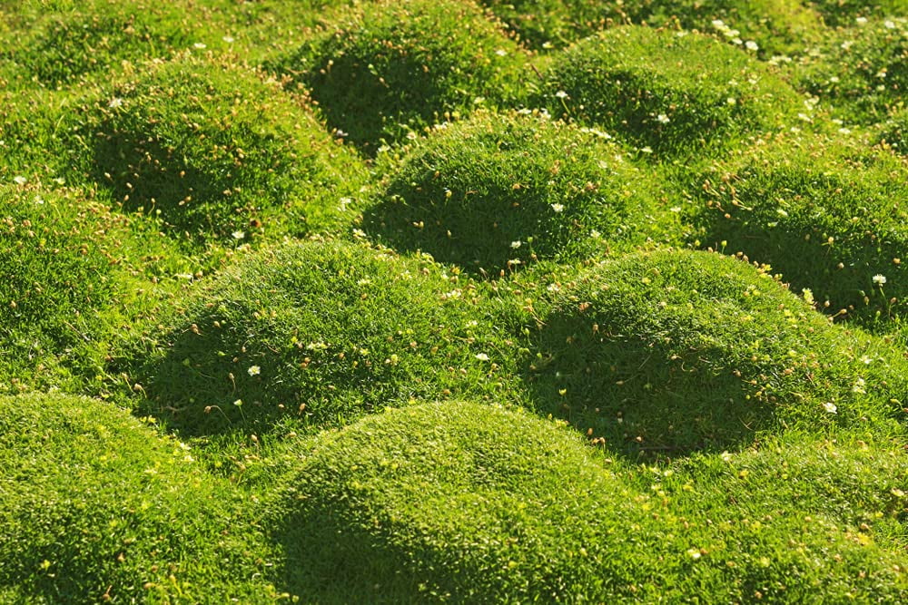 CZ Grain Irish Moss Ground Cover Seeds, 250+ Seeds with White Star ...