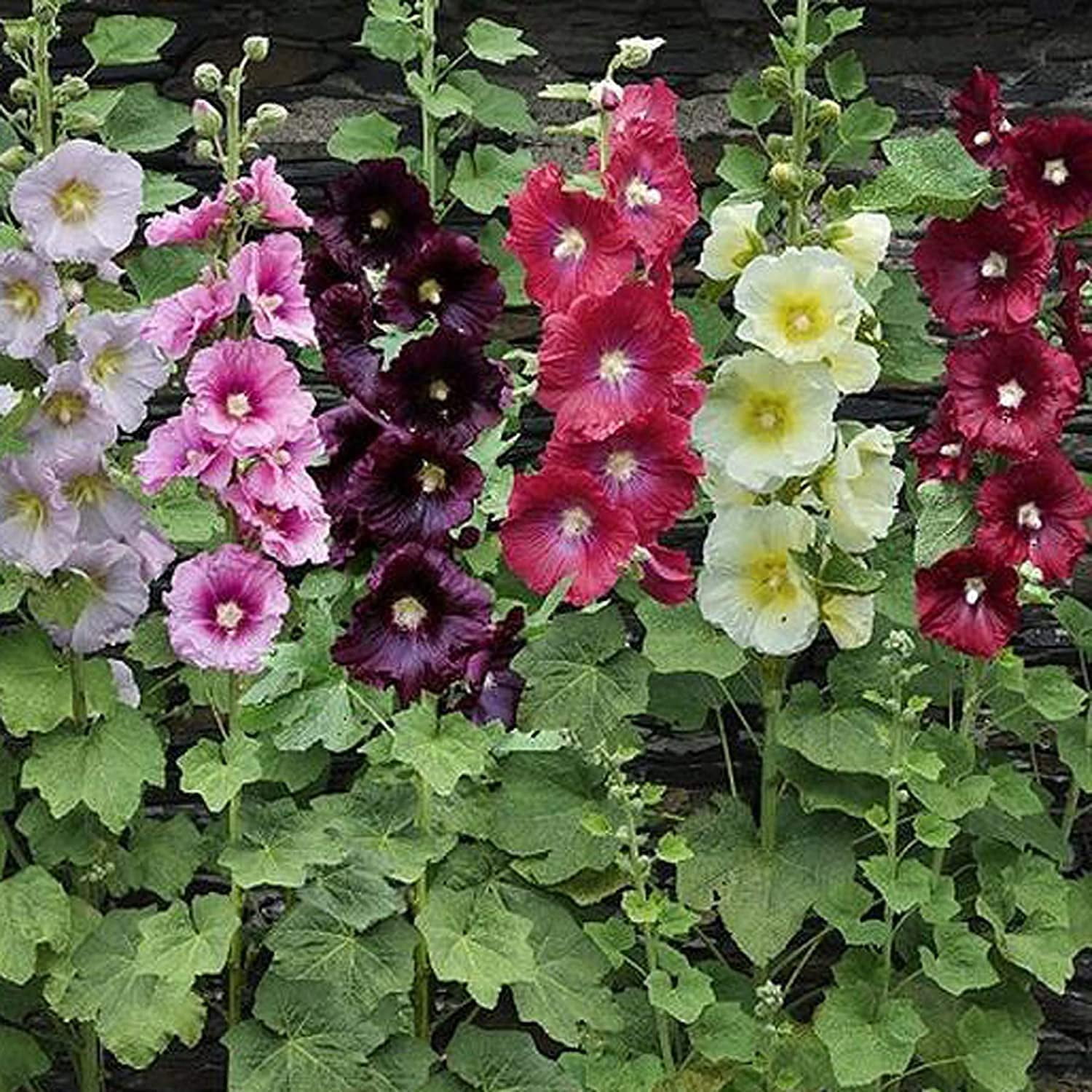 Hollyhock Seeds for Planting, Mixed Colors - 250+ Seeds - Long Blooming ...