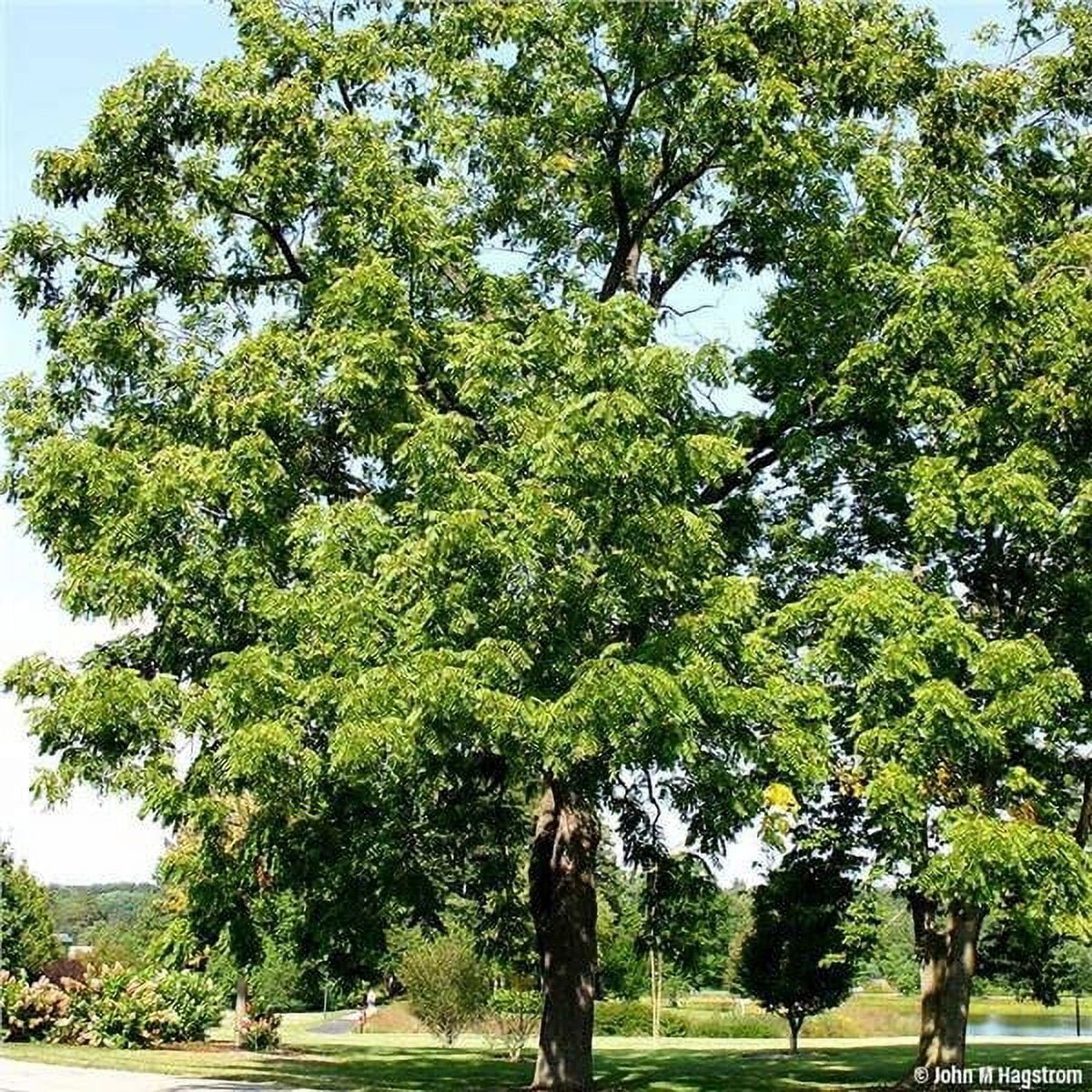 CZ Grain - 3 Live Black Walnut Tree Seedlings for Landscaping & Fruit ...