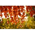 CZ Grain 30 American Persimmon Tree Plant Seeds - Walmart.com