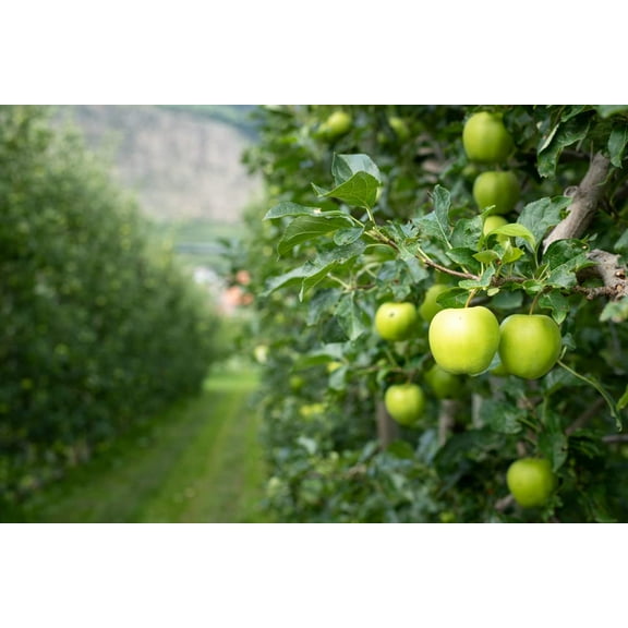 Apple Seeds in Seed Gardening - Walmart.com