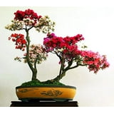 CZ Grain 30 Royal Azalea Plant Seeds, Fragrant - Walmart.com