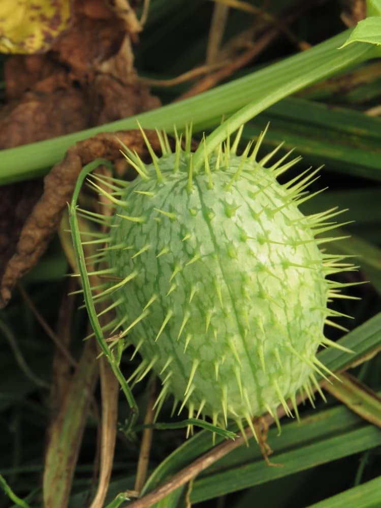 CZ Grain 30 Wild Cucumber Plant Seeds, Easy to Grow - Walmart.com